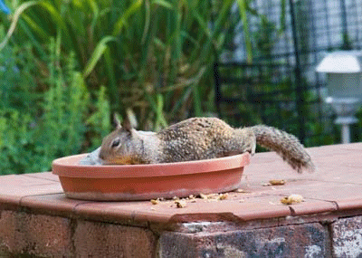 Download Animal Squirrel Gif