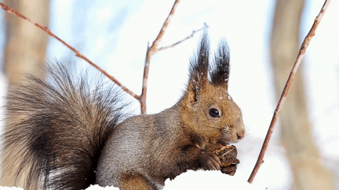 Download Animal Squirrel Gif