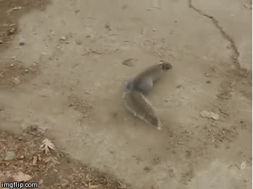 Drunk Squirrel Gif