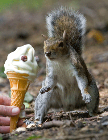 Download Animal Squirrel Gif