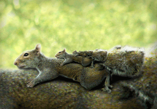 Squirrel Gif - Gif Abyss