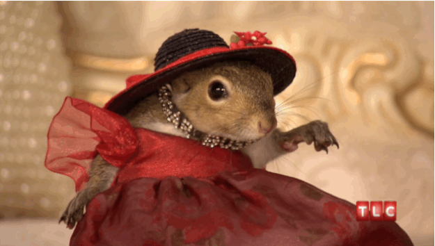 Download Animal Squirrel Gif