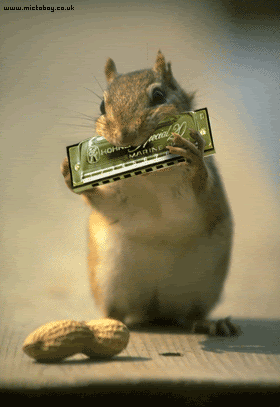 Download Animal Squirrel Gif