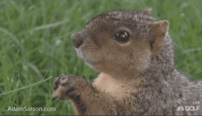 Squirrel Gif - ID: 87665 - Gif Abyss
