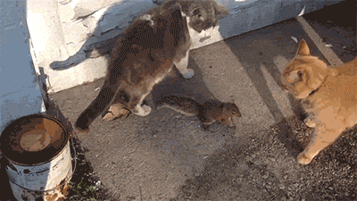 Download Animal Squirrel Gif