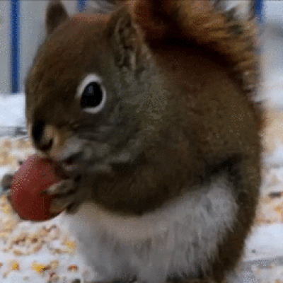 Download Animal Squirrel Gif