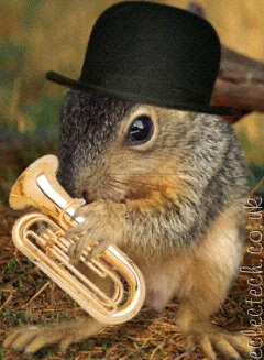 Download Animal Squirrel Gif - Gif Abyss