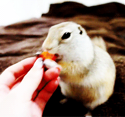 Download Animal Squirrel Gif - Gif Abyss