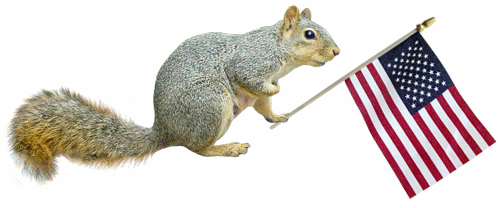 Download Animal Squirrel Gif - Gif Abyss