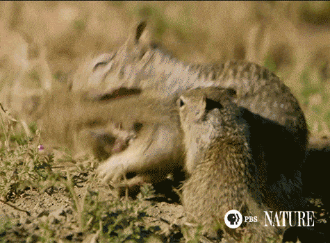 Download Animal Squirrel Gif