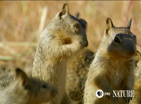 Download Animal Squirrel Gif - Gif Abyss