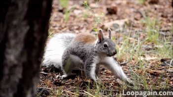 Download Animal Squirrel Gif