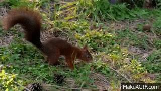 Download Animal Squirrel Gif