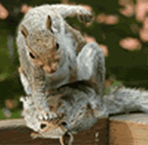Download Animal Squirrel Gif