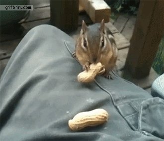 Download Animal Chipmunk Gif