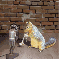 Download Animal Squirrel Gif