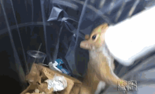 Download Animal Squirrel Gif - Gif Abyss