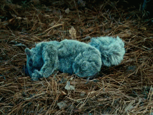 Download Animal Squirrel Gif - Gif Abyss