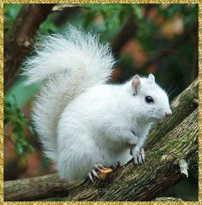 Download Animal Squirrel Gif