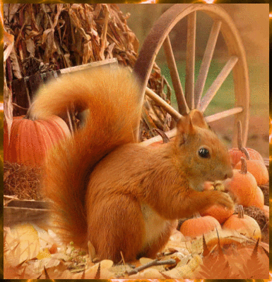 Download Animal Squirrel Gif
