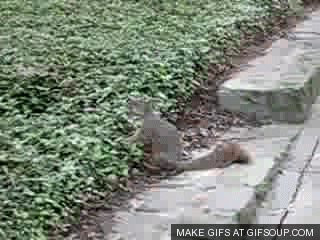 Download Animal Squirrel Gif