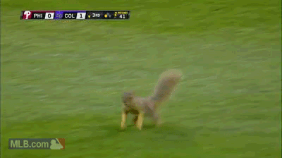 Download Animal Squirrel Gif