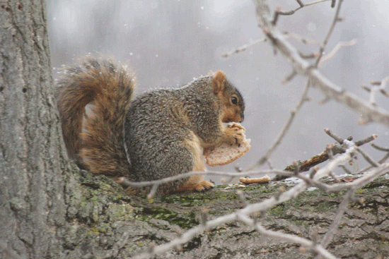 Squirrel Gif - Gif Abyss