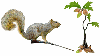 Download Animal Squirrel Gif - Gif Abyss