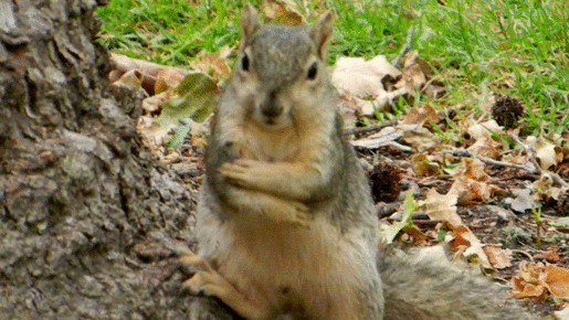 Squirrel Gif - Gif Abyss