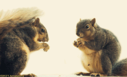 Squirrel Gif - Gif Abyss