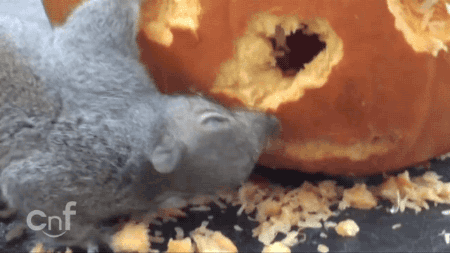 Download Animal Squirrel Gif
