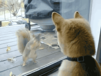 Download Animal Squirrel Gif