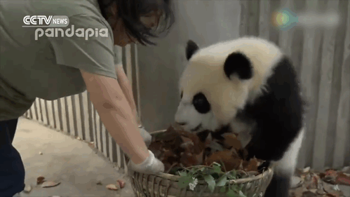 Download Animal Panda Gif - Gif Abyss