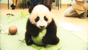 Download Animal Panda Gif