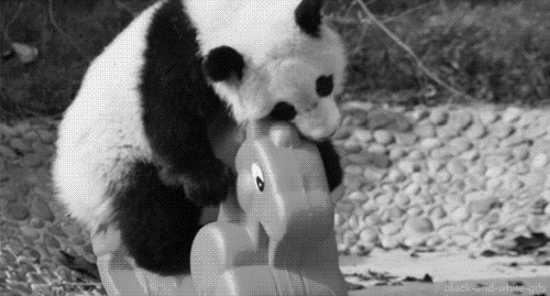 Download Animal Panda Gif
