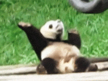 Download Animal Panda Gif - Gif Abyss