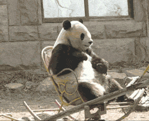 Panda Gif - Gif Abyss