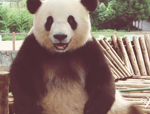 Download Animal Panda Gif