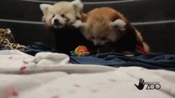 Download Animal Red Panda Gif