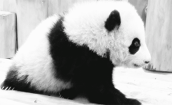 Download Animal Panda Gif