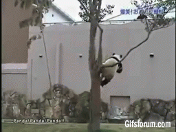 Download Animal Panda Gif
