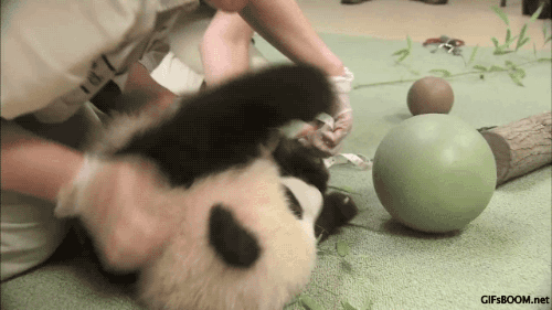 Download Animal Panda Gif