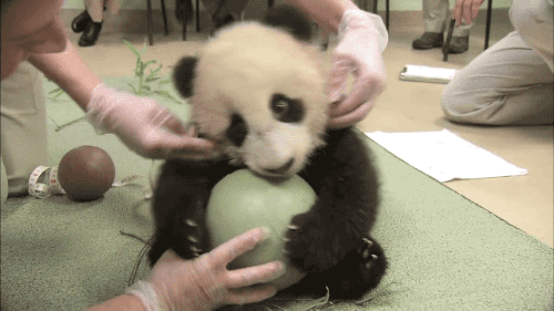 Download Animal Panda Gif
