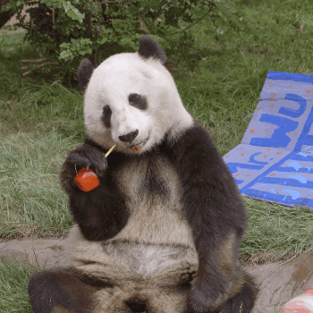 Download Animal Panda Gif