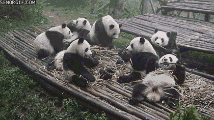 Download Animal Panda Gif