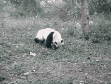 Download Animal Panda Gif