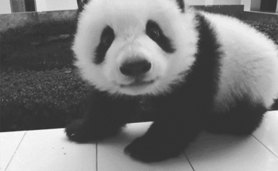 Download Animal Panda Gif