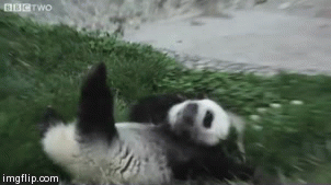Panda Gif - Gif Abyss