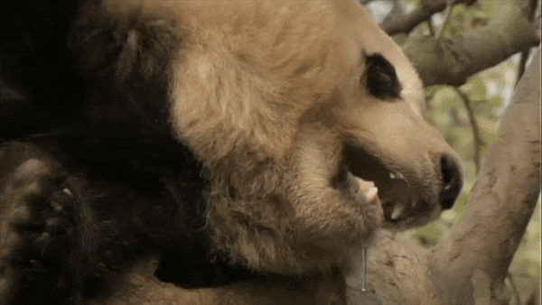 Panda Gif - Gif Abyss