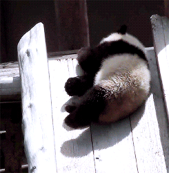Download Animal Panda Gif